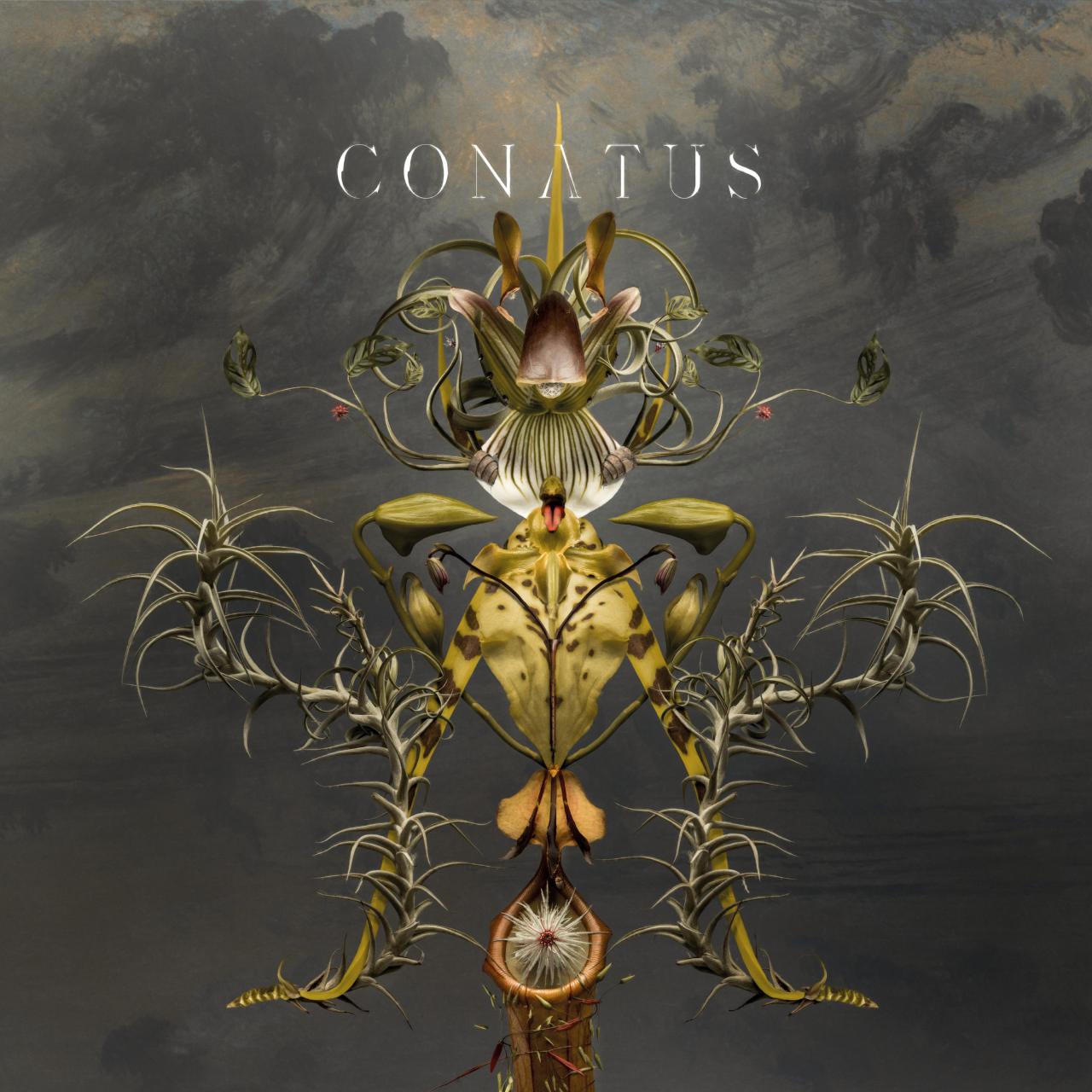 CONATUS Beving - Insights | Decca Classics